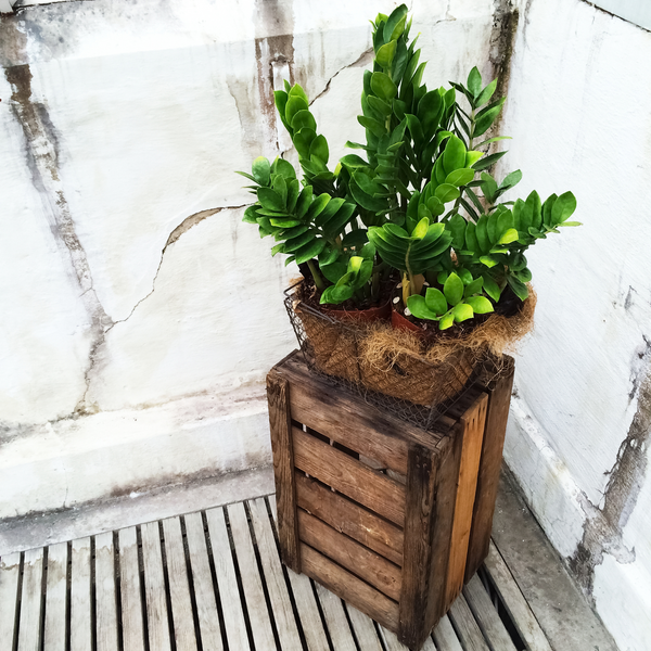 Greening the Farmhouse with Indoor Plants for Rustic Decor – Rustic ...
